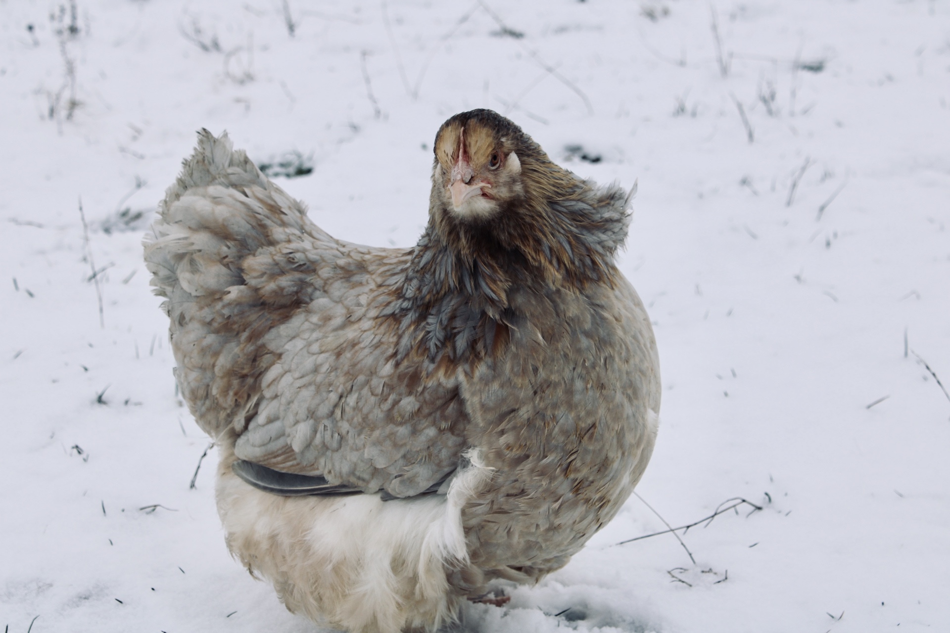 Lemon Orpingtons Blue Copper Marans