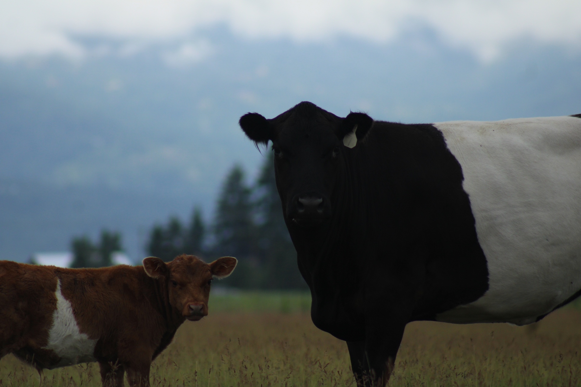 How color genes work on livestock {from blue to black or red, here how ...