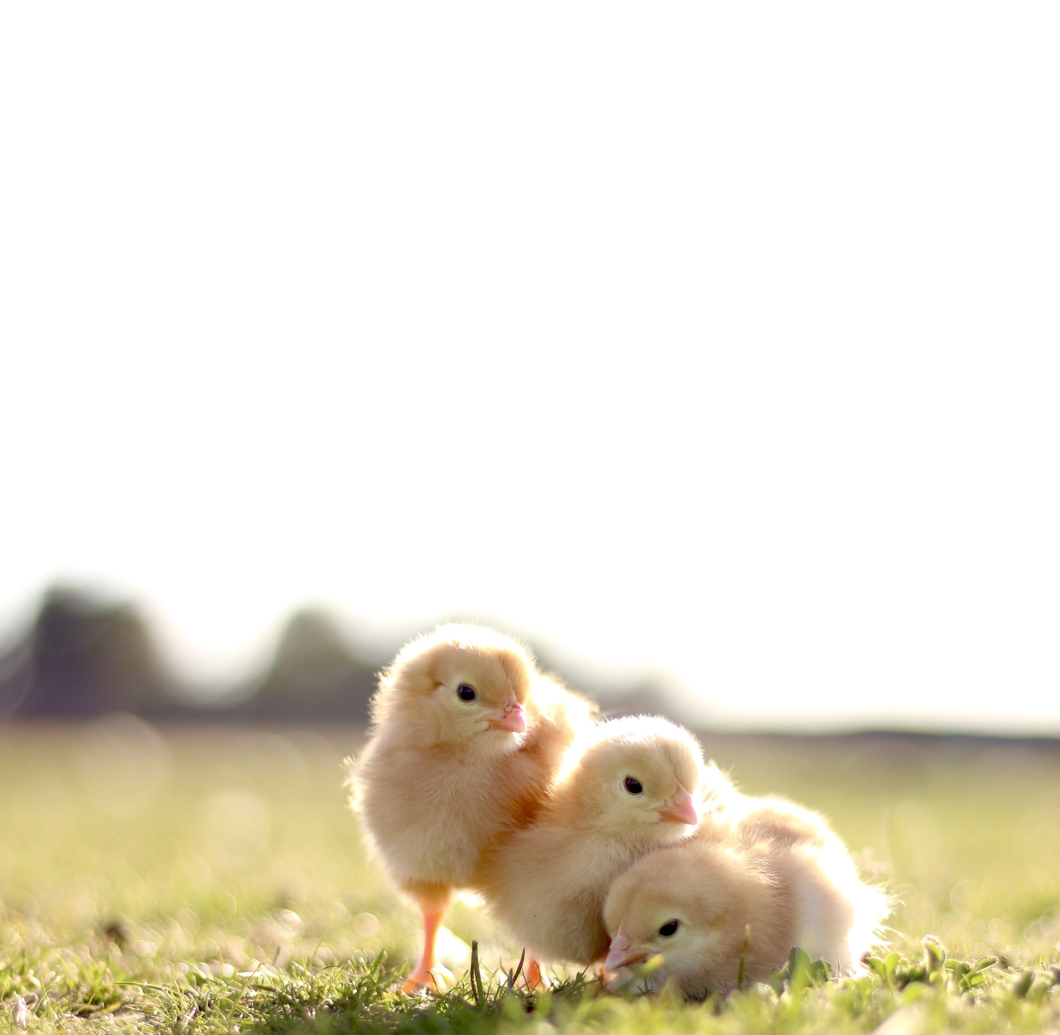 Broiler genetics 101 – the potters table