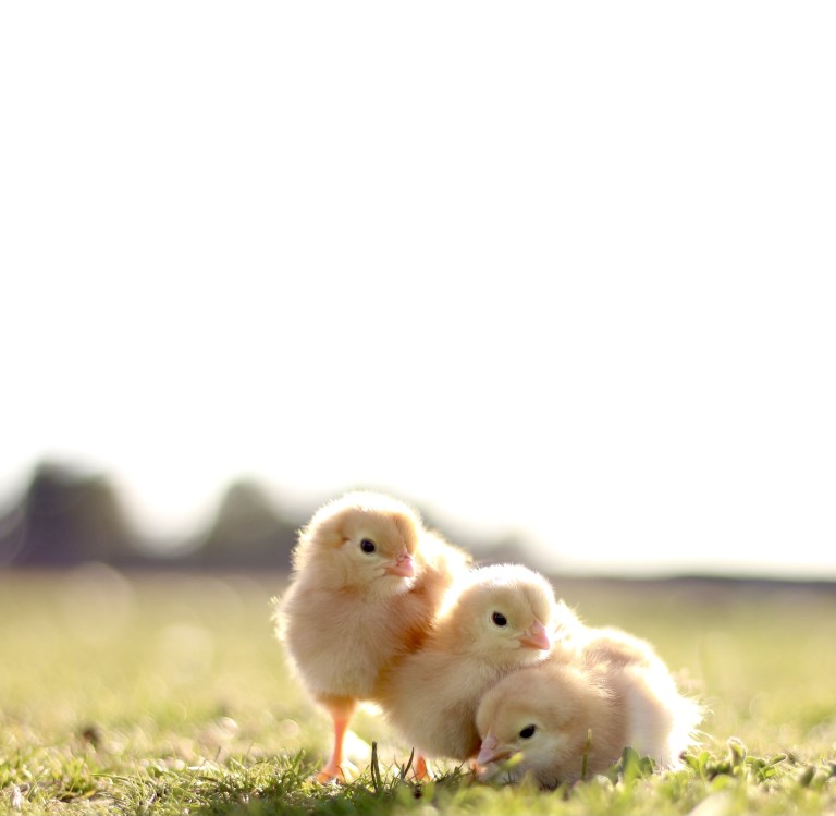 Broiler genetics 101 – the potters table